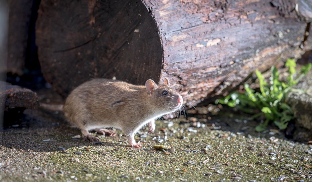 Die Wahrheit über die Wanderratte (Rattus norvegicus)